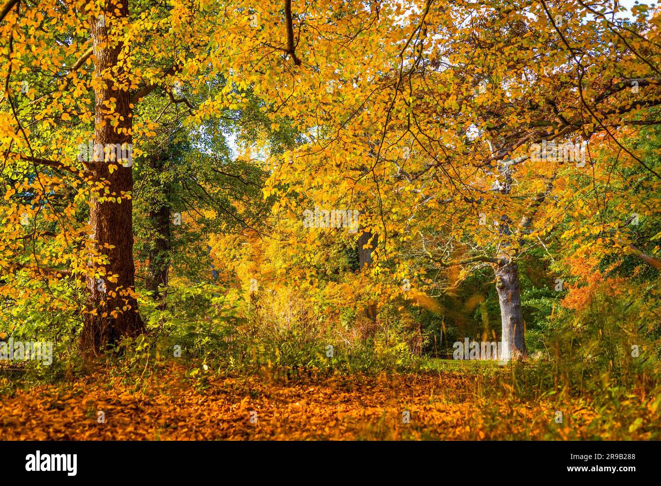 Trees in beautiful warm colors in the fall Stock Photo - Alamy