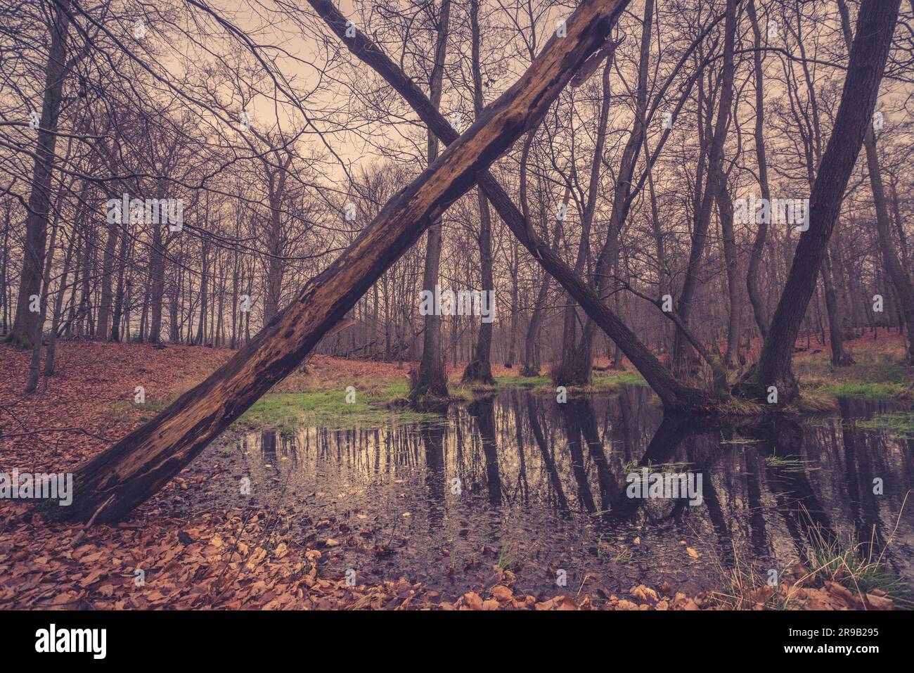 Cross of trees hi-res stock photography and images - Alamy