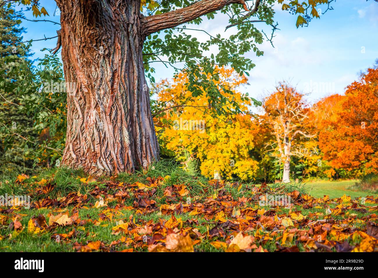 Leaves under the tree hi-res stock photography and images - Alamy