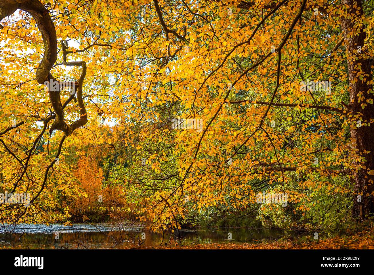 Autumn leaves in yellow hi-res stock photography and images - Alamy