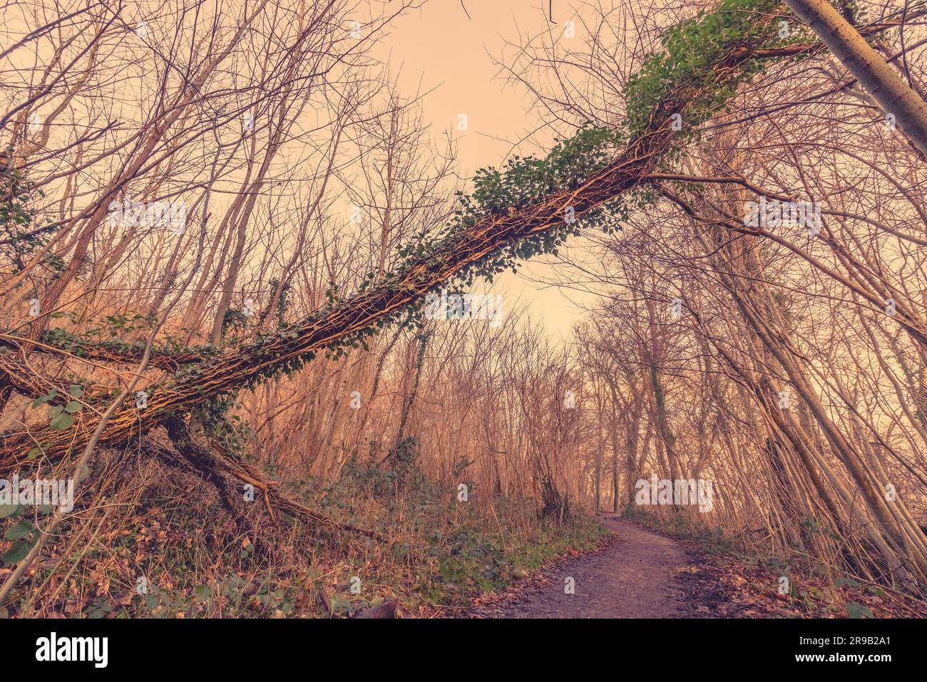 Ivy on the tree hi-res stock photography and images - Alamy