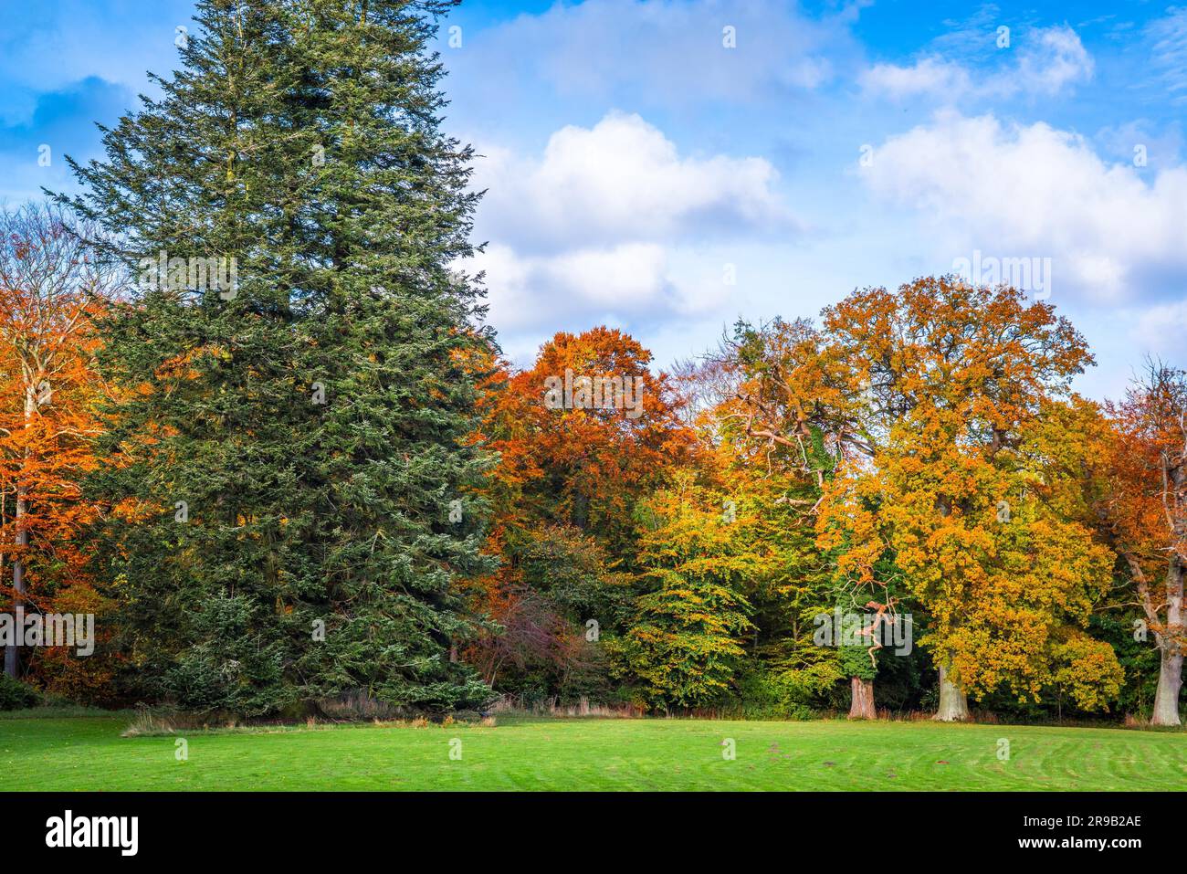 Trees changing colors of the leaves in the autumn Stock Photo - Alamy