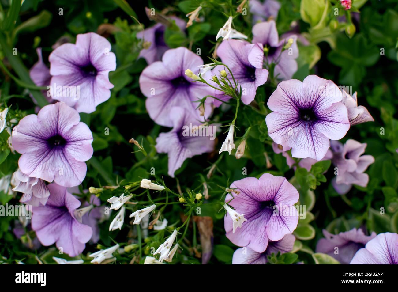 Petunia multi-colored composition of flowers in a natural environment ...