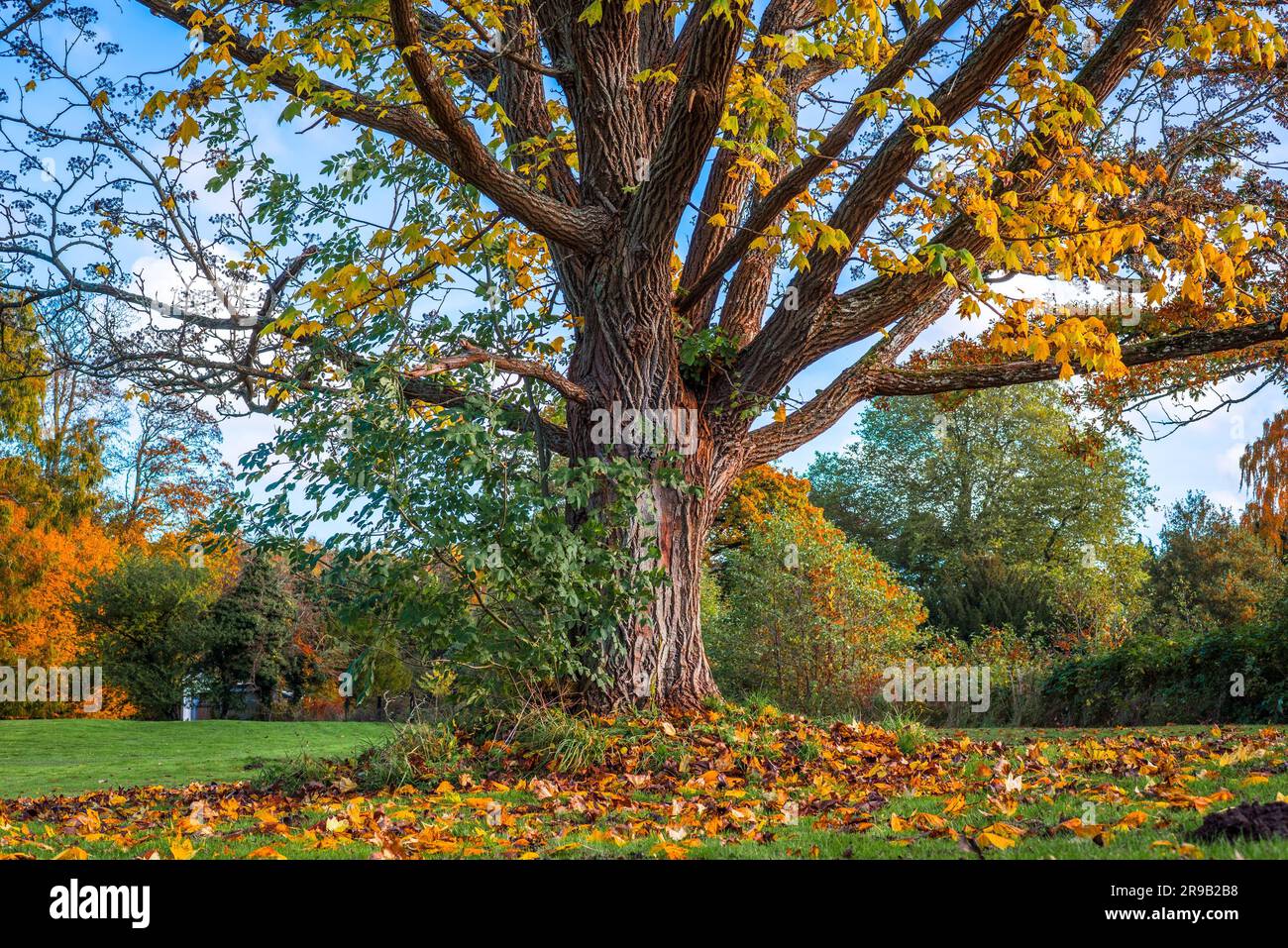 Autumnal big tree hi-res stock photography and images - Alamy