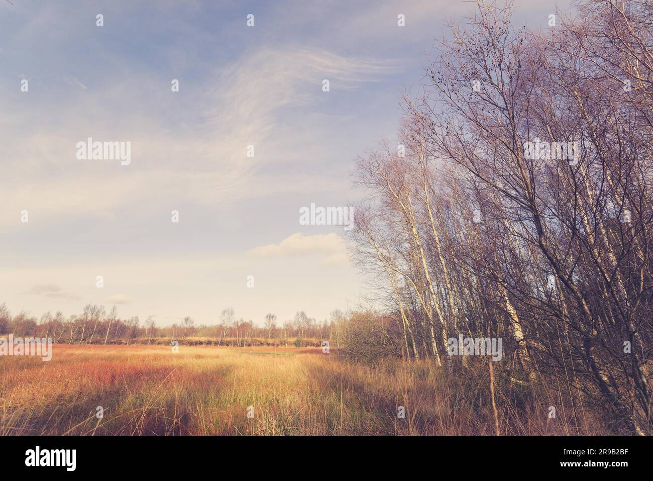 Birch trees at a swamp in the autumn Stock Photo - Alamy