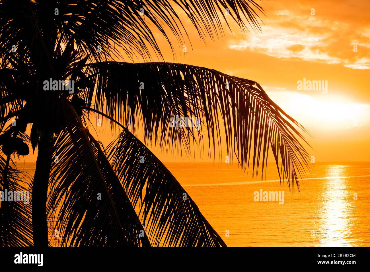 A palm tree leaf in the sun hi-res stock photography and images - Alamy