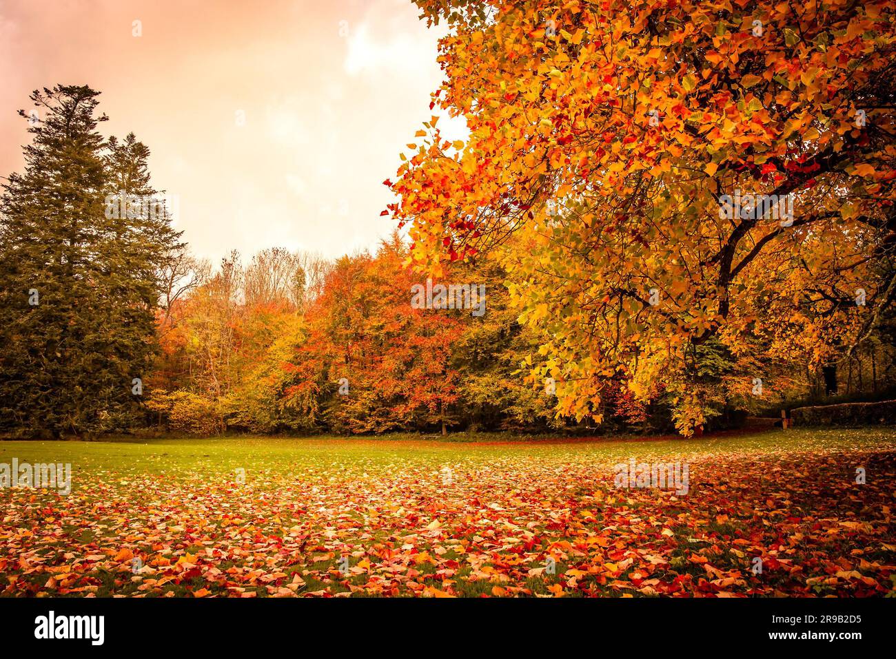Leaves under the tree hi-res stock photography and images - Alamy