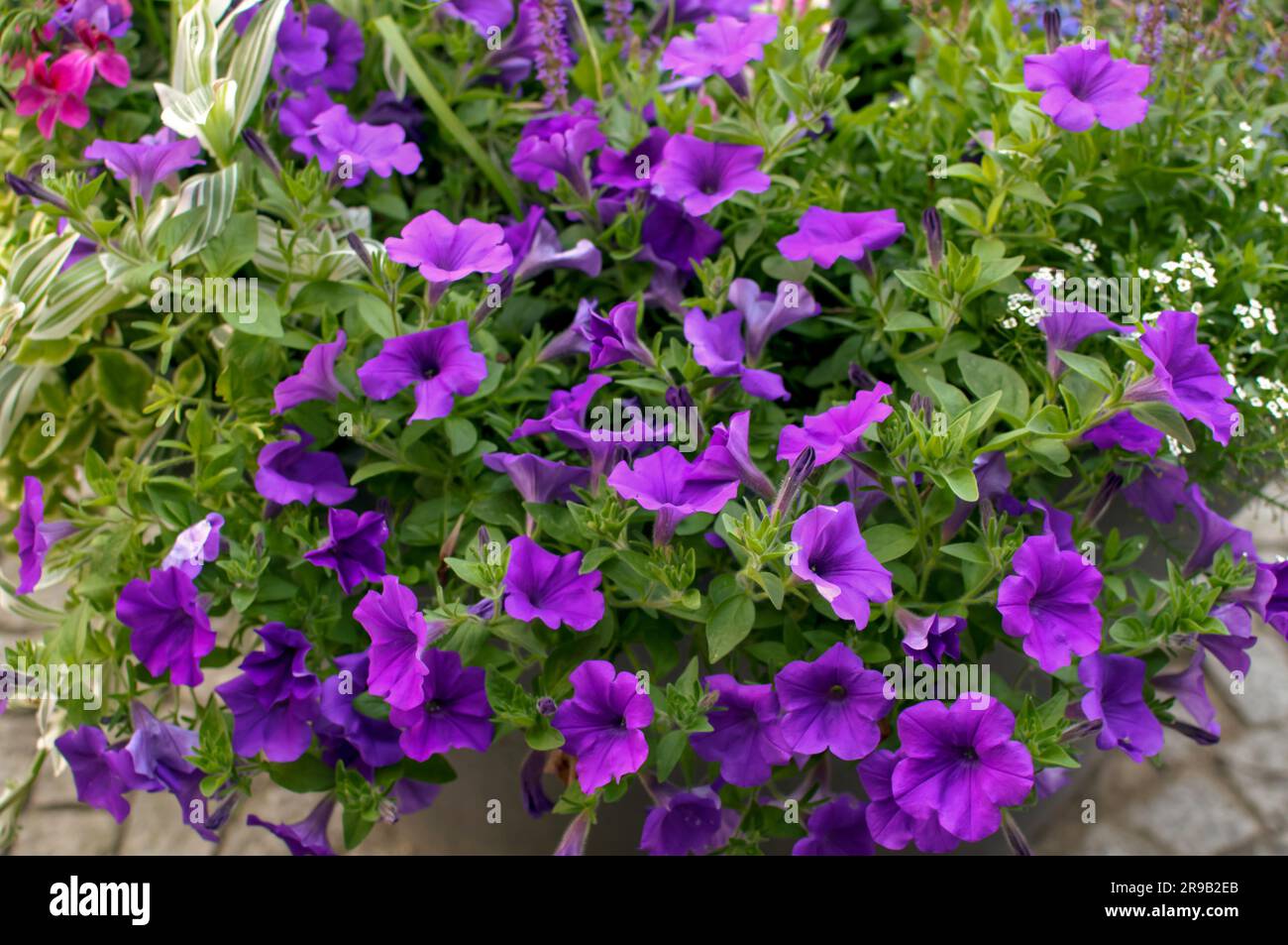 Petunia multi-colored composition of flowers in a natural environment ...