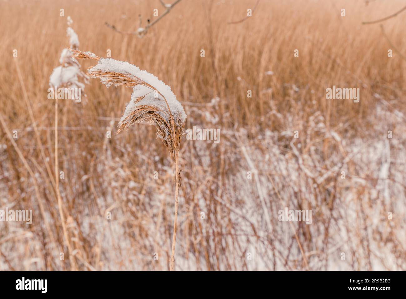 Frozen agriculture hi-res stock photography and images - Alamy