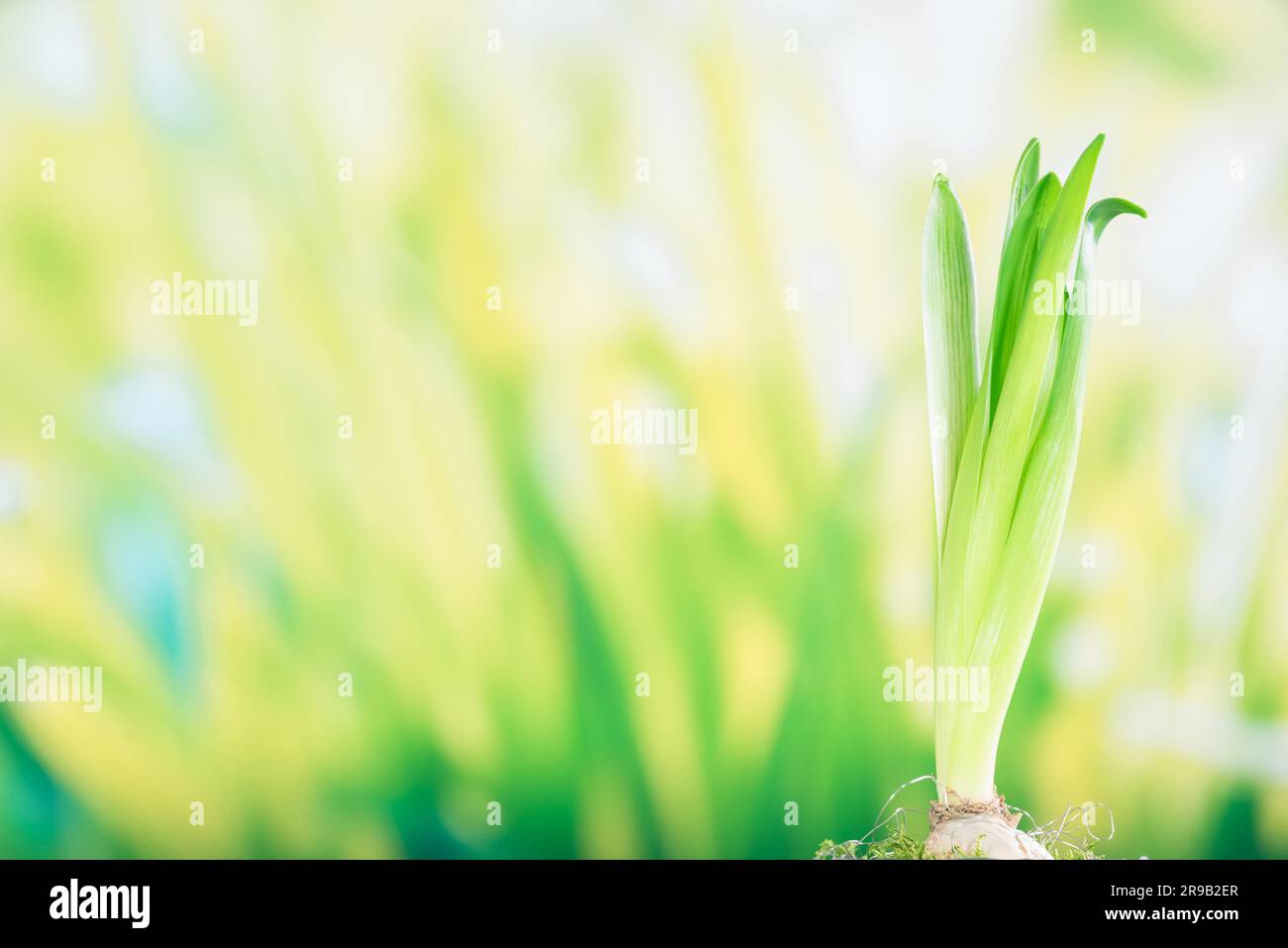 Green hyacinth plant growing from an onion in the spring Stock Photo ...