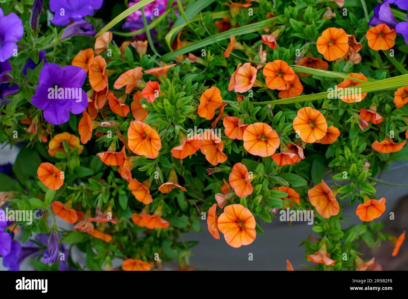 Petunia multi-colored composition of flowers in a natural environment ...