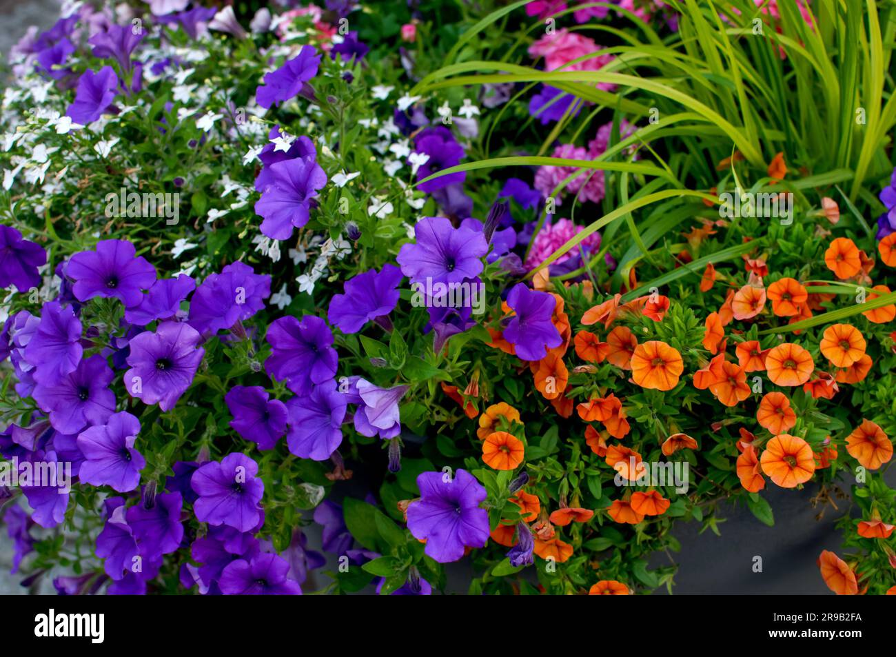 Petunia multi-colored composition of flowers in a natural environment ...