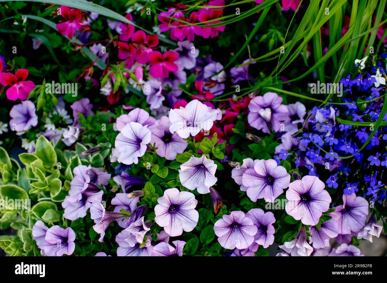 Petunia multi-colored composition of flowers in a natural environment ...