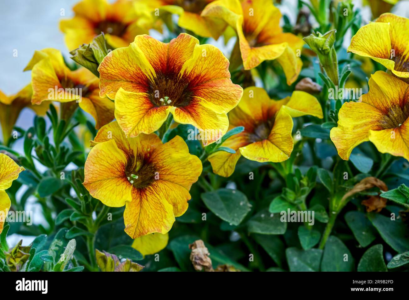 Petunia yellow ornamental flowers with a red center in the shape of a ...