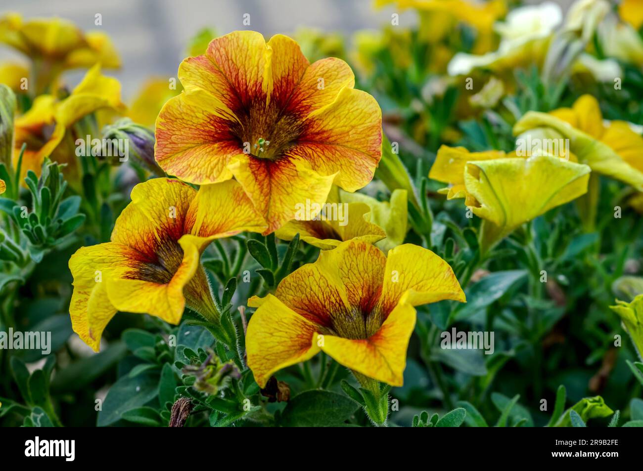 Petunia yellow ornamental flowers with a red center in the shape of a ...