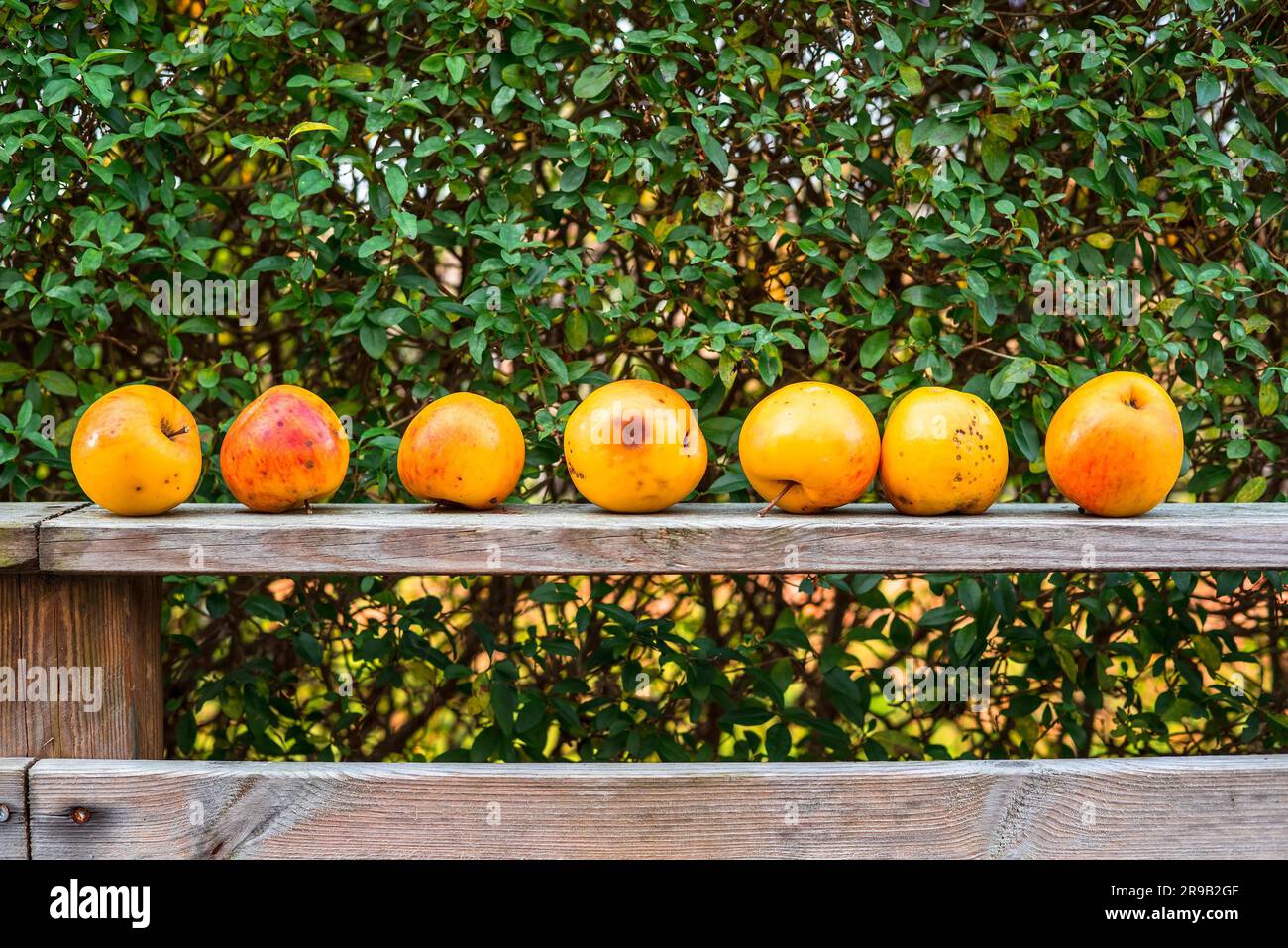 Apples on a row in the fall Stock Photo - Alamy