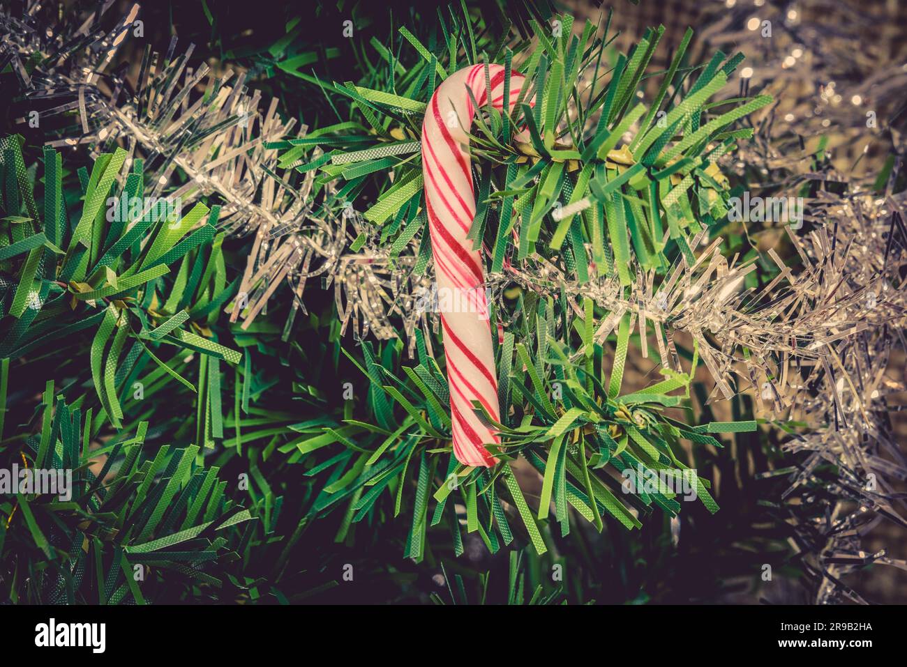 Sugar cane tree hi-res stock photography and images - Alamy