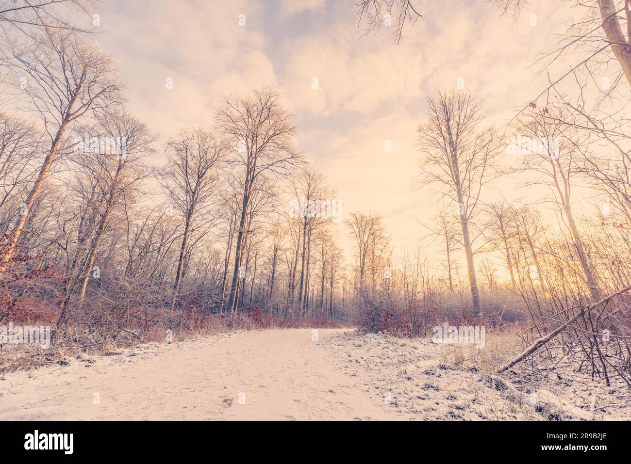 Forest trail covered with snow in the sunrise Stock Photo - Alamy