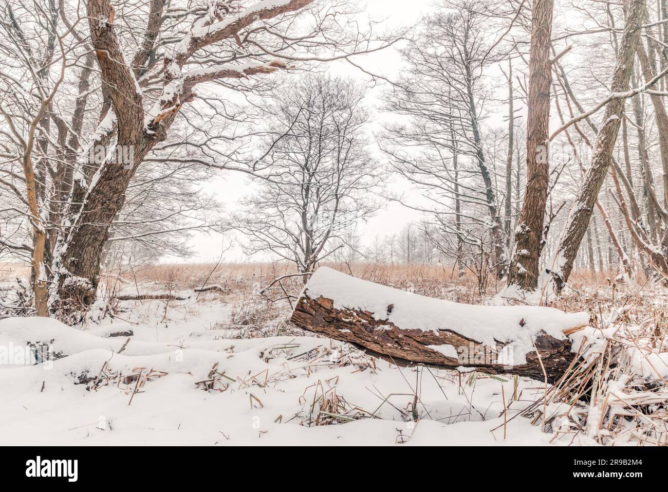 Snow on a tree log in the forest in the winter Stock Photo - Alamy