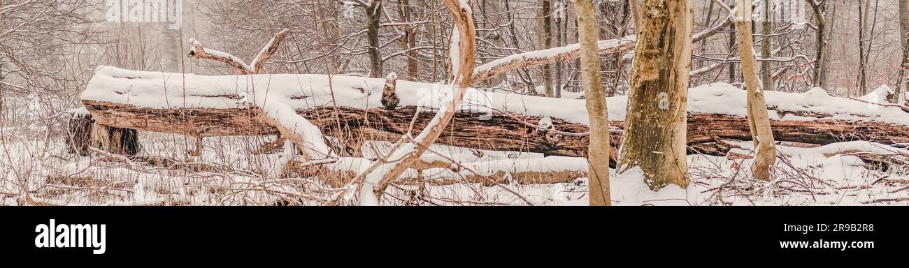 Panorama with a large tree log covered with snow in the forest Stock ...