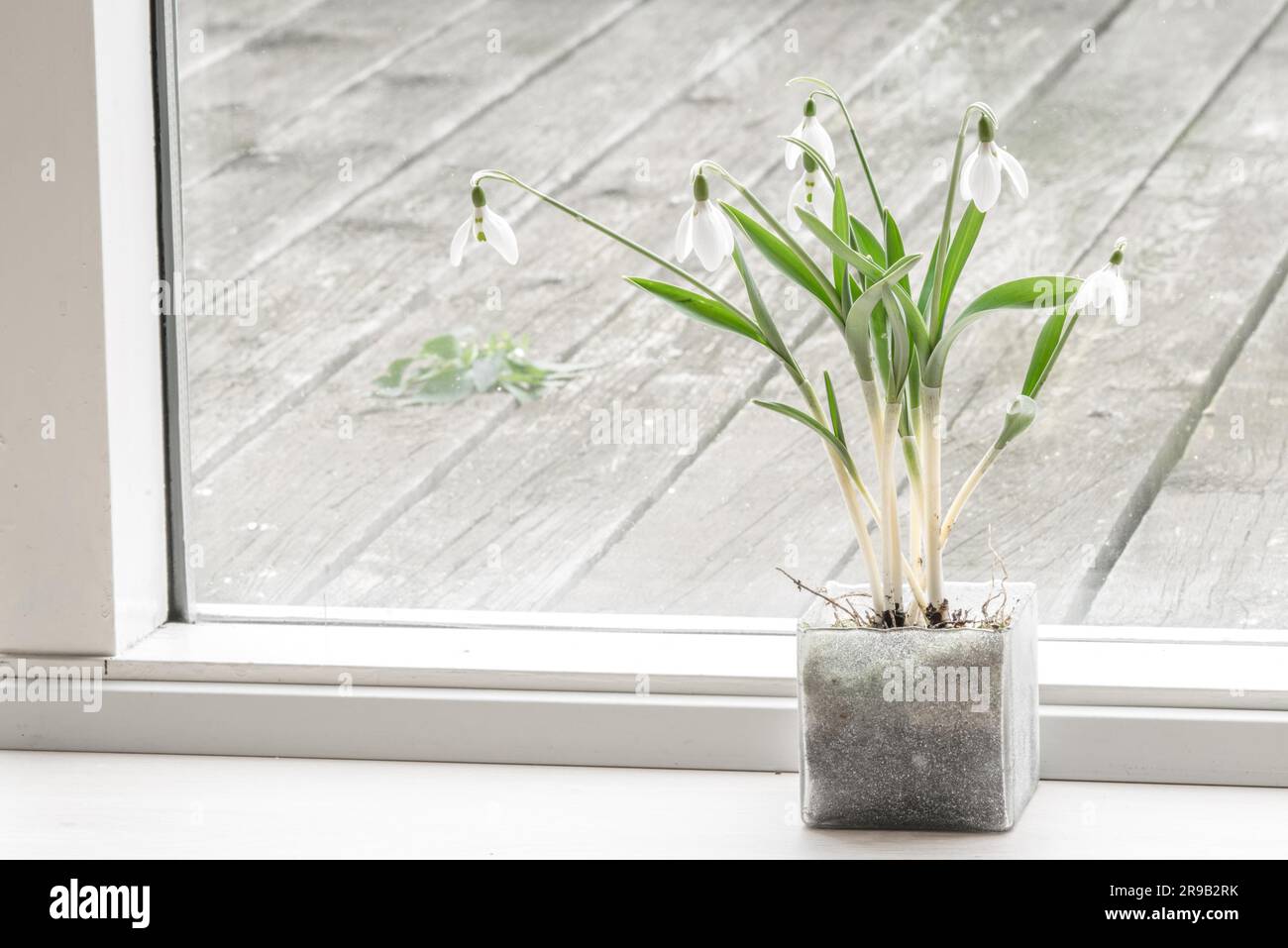 Snowdrop pot hi-res stock photography and images - Alamy