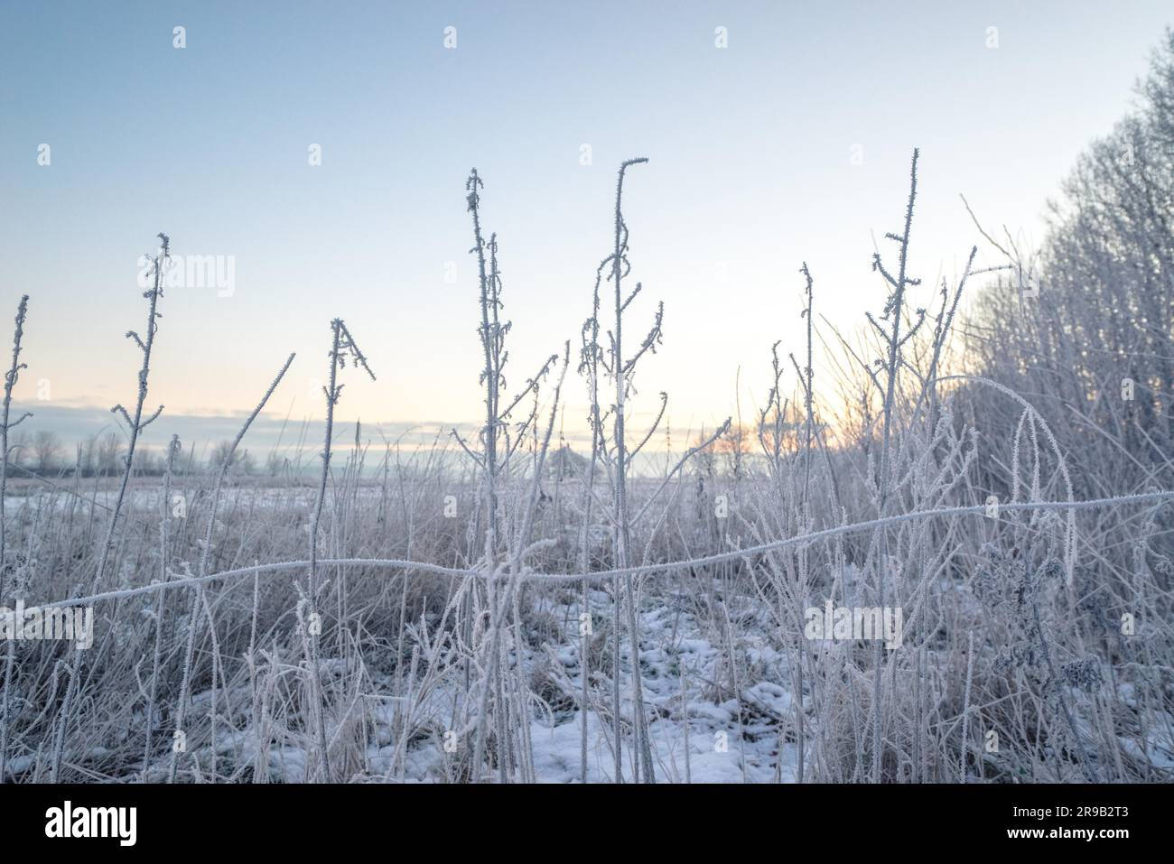 Frost grass winter hi-res stock photography and images - Alamy