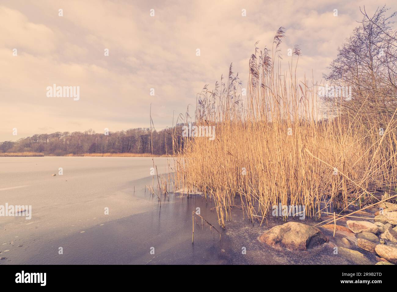 Lake in the winter with reeds and rocks Stock Photo - Alamy