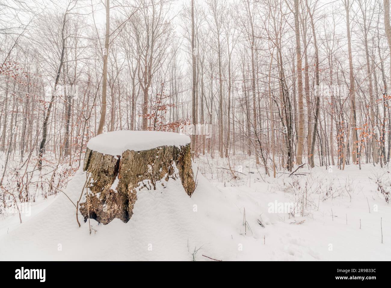 Big tree log hi-res stock photography and images - Alamy