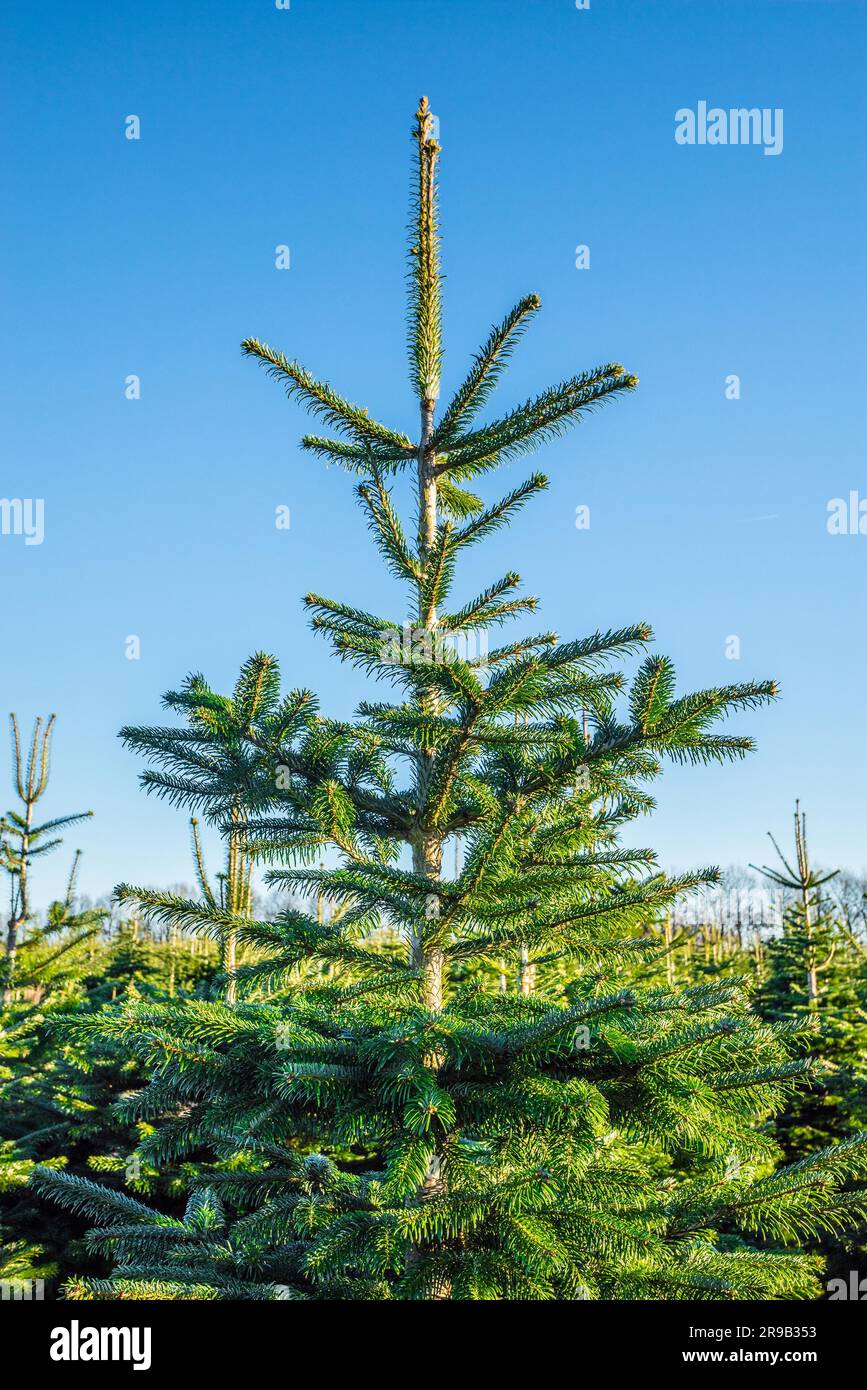 Christmas tree at a plantation with blue sky in daylight Stock Photo ...