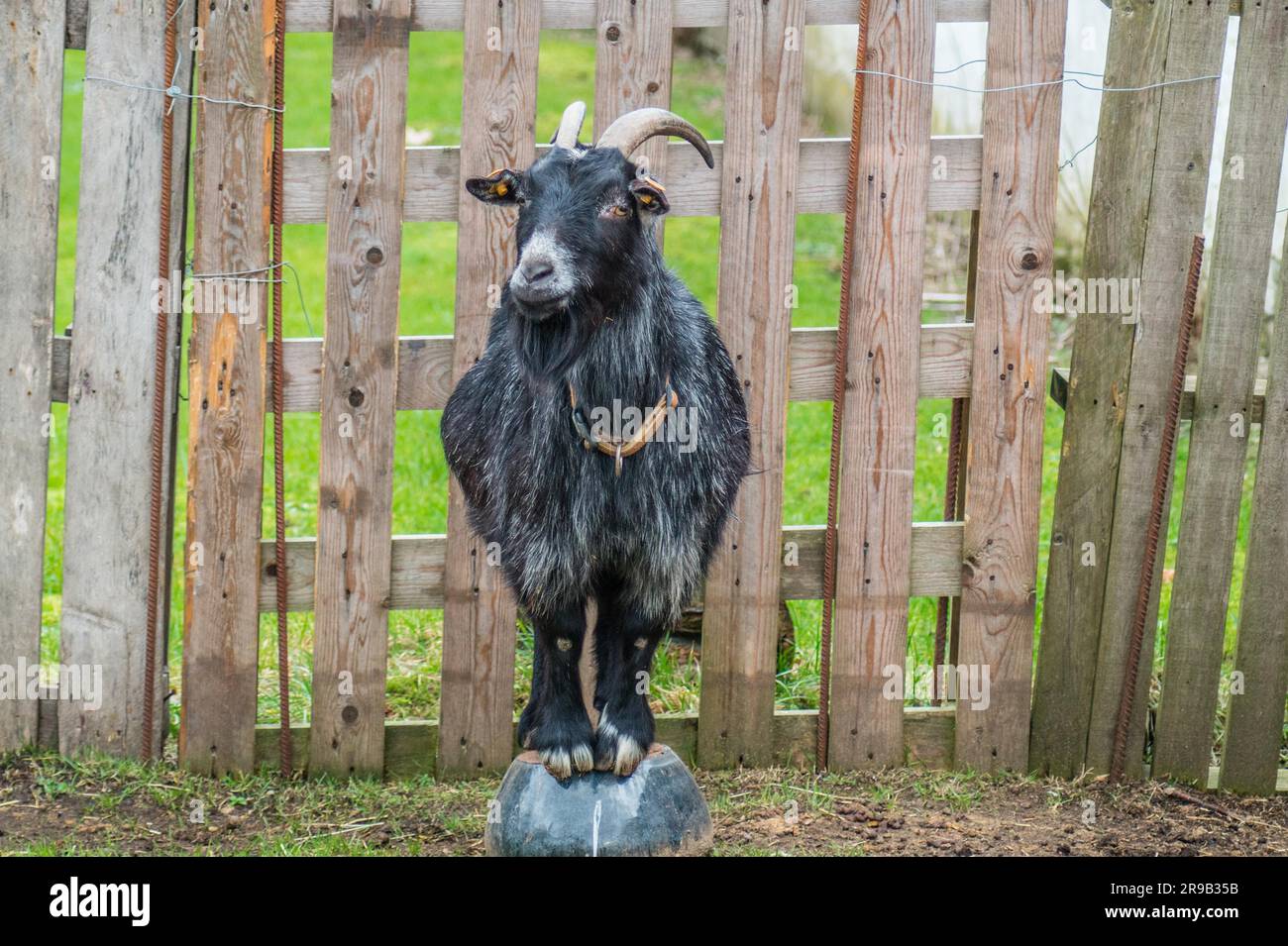Small black goat hi-res stock photography and images - Alamy