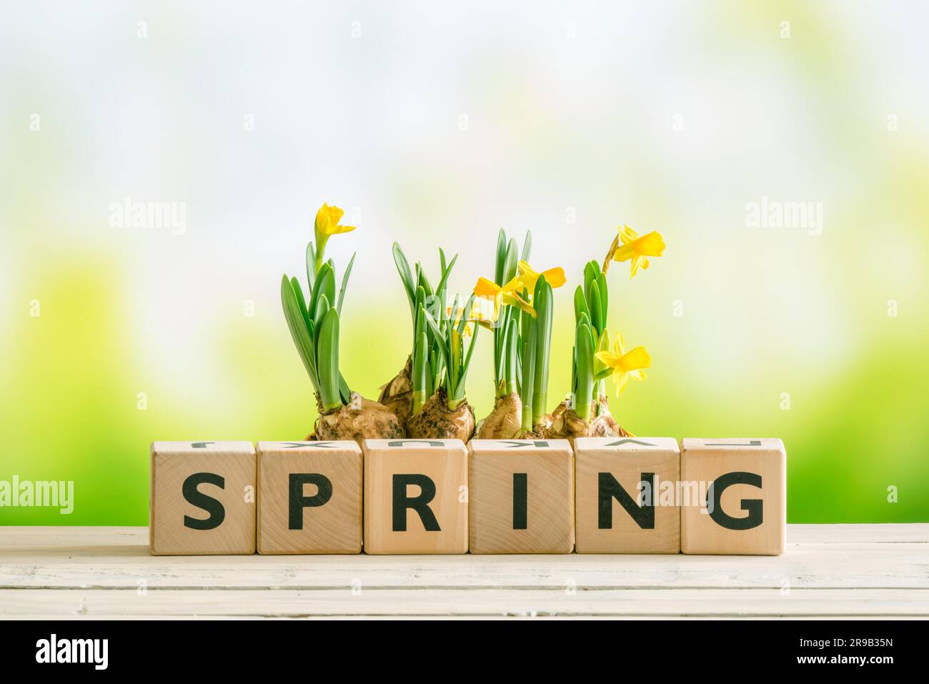 Daffodil flowers and the word spring on a table Stock Photo - Alamy