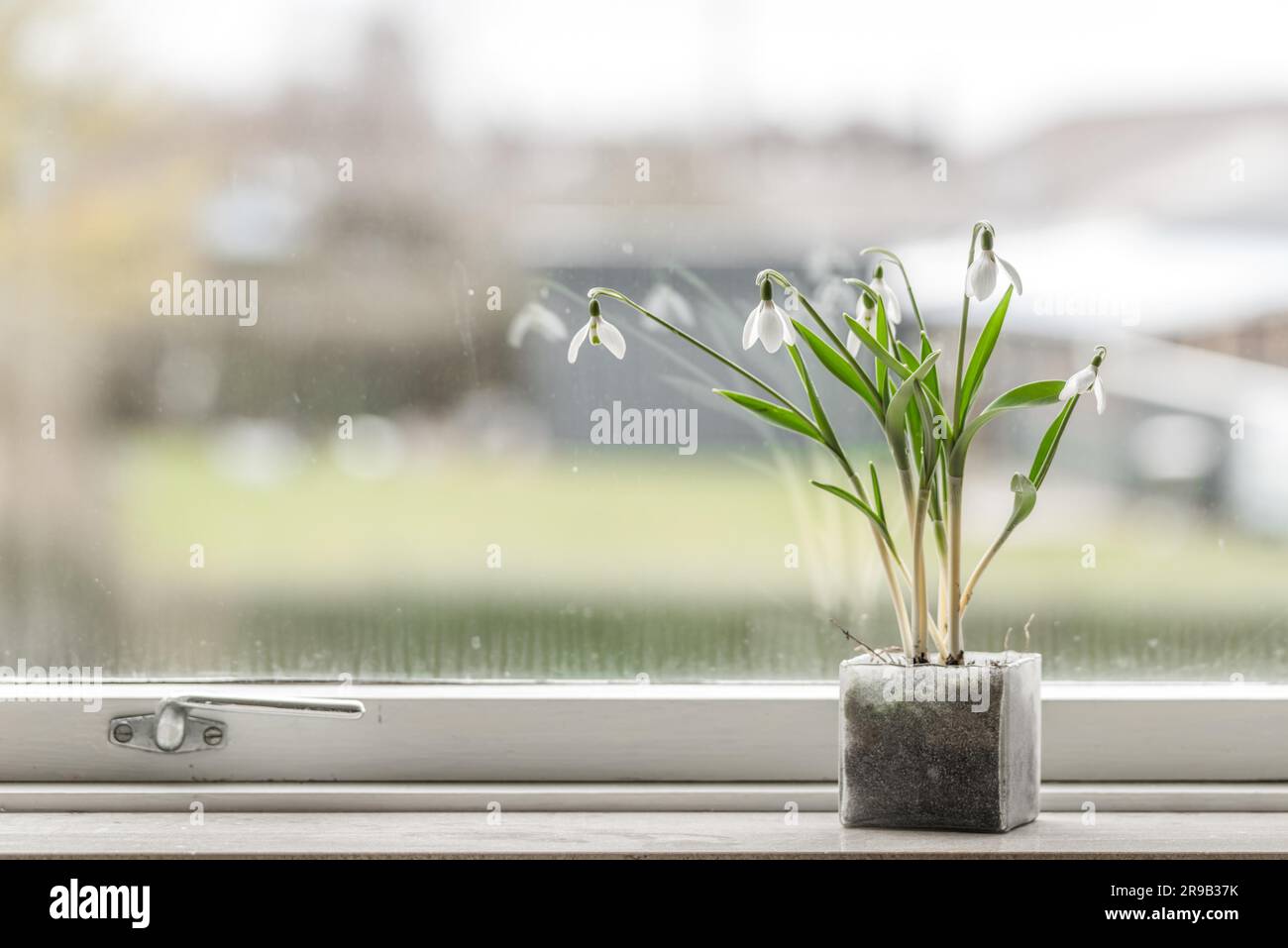 Snowdrop flowers in a dirty window in the spring Stock Photo - Alamy