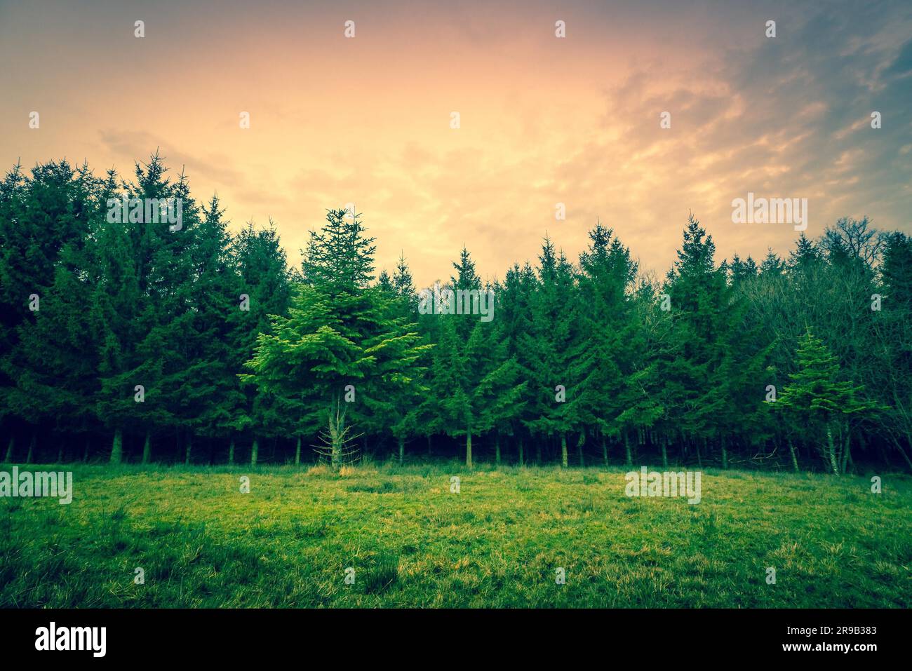 Row pine trees on hi-res stock photography and images - Alamy