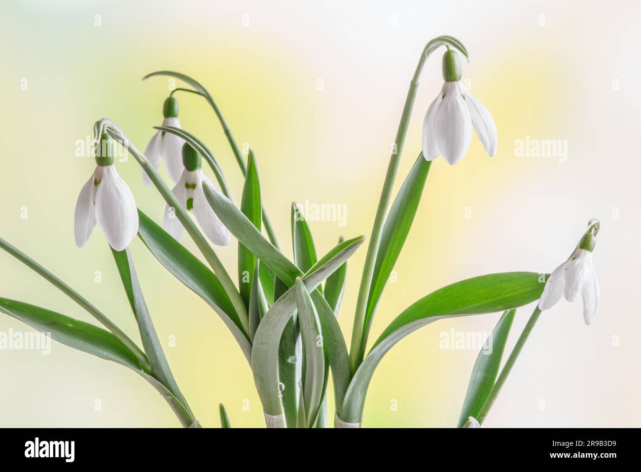 Snowdrops in the spring on a fresh green background Stock Photo - Alamy
