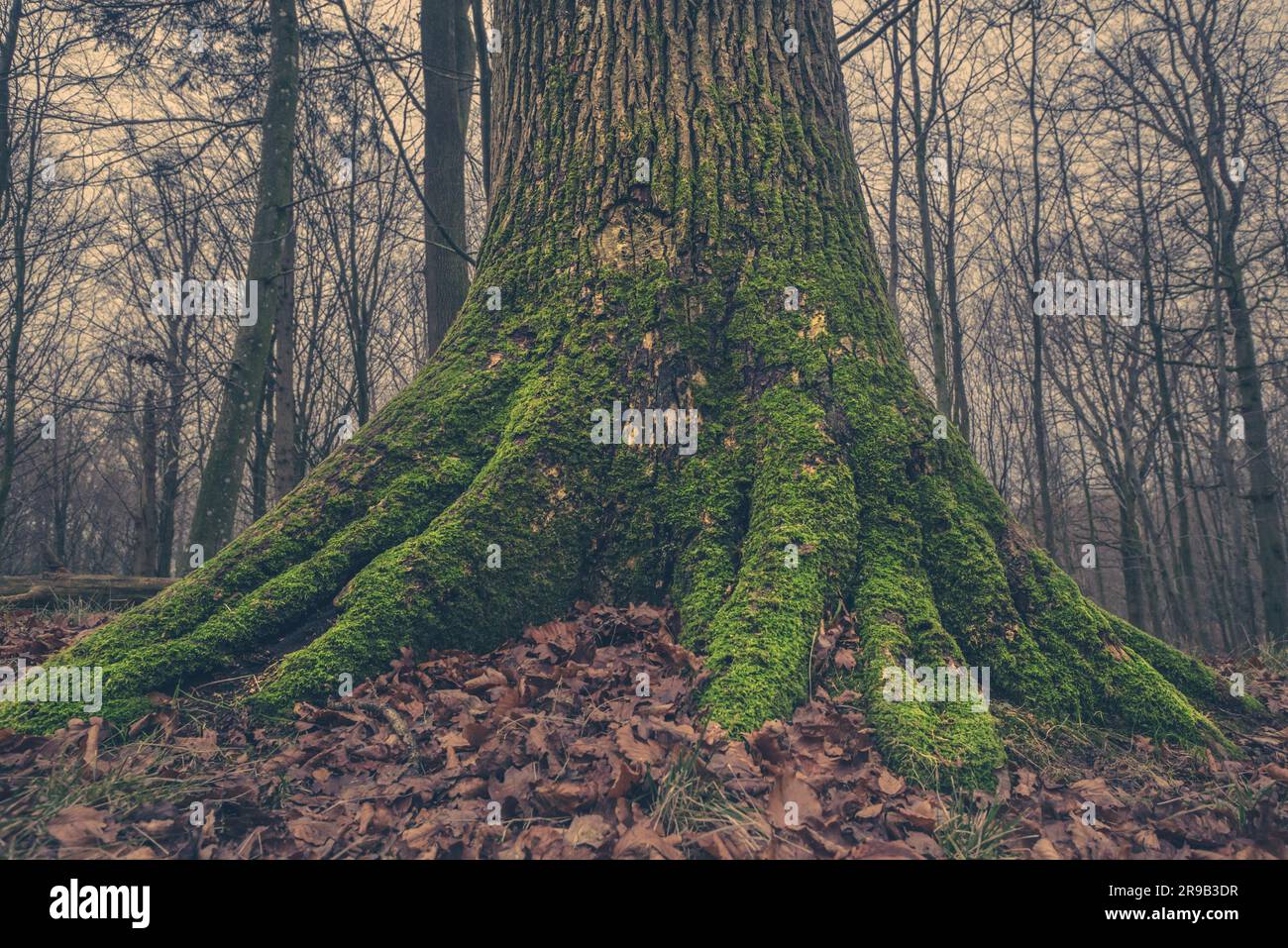 Tree trunk with moss in the forest at autumn Stock Photo - Alamy