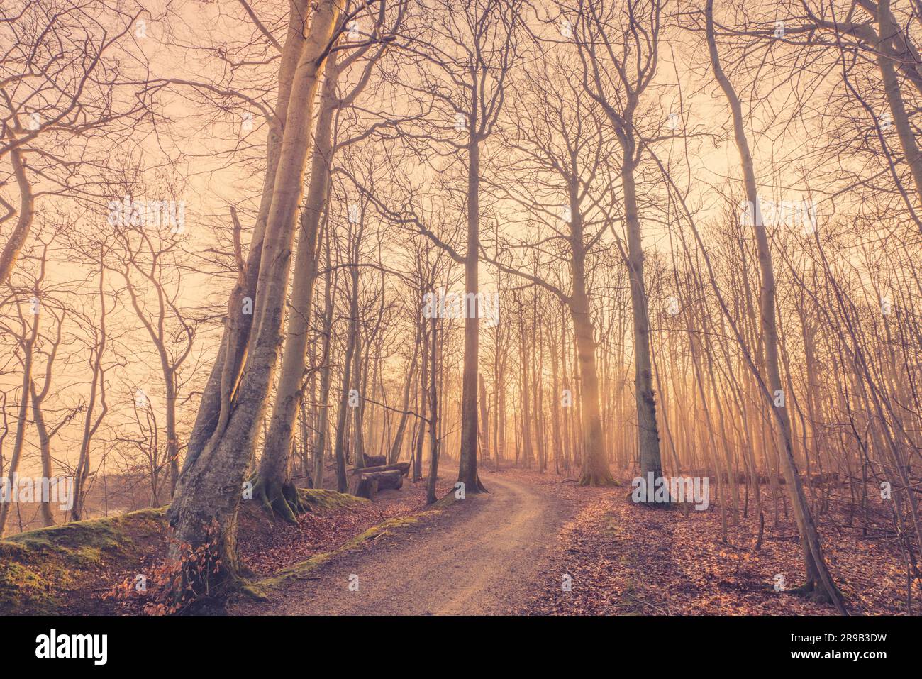Early morning in a forest hi-res stock photography and images - Alamy
