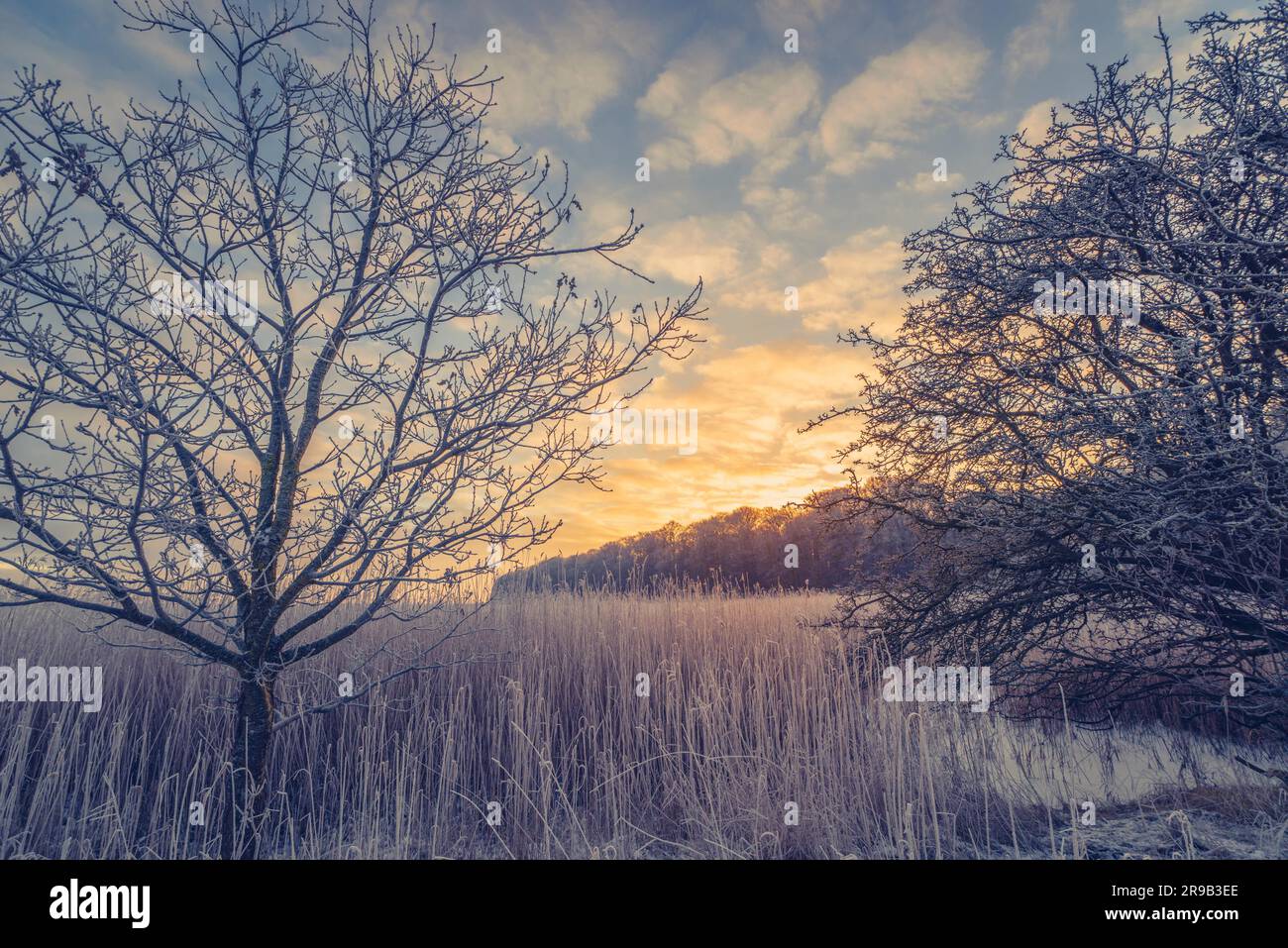 Countryside winter landscape with trees in the sunrise Stock Photo - Alamy