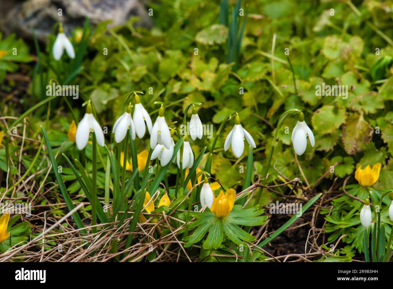 Early spring flowers in a garden in march Stock Photo - Alamy
