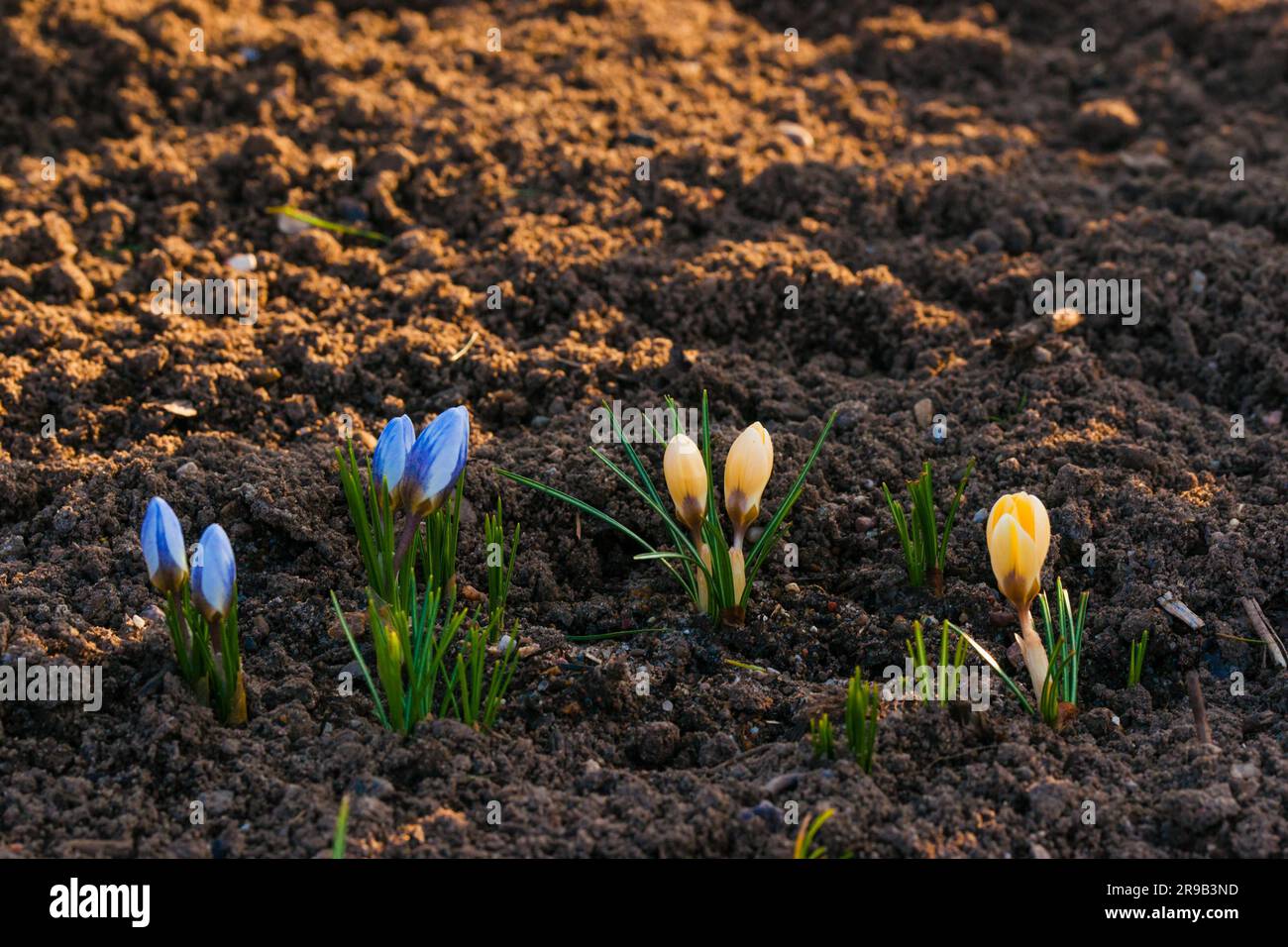 Crocus flowers in the soil in the spring Stock Photo - Alamy