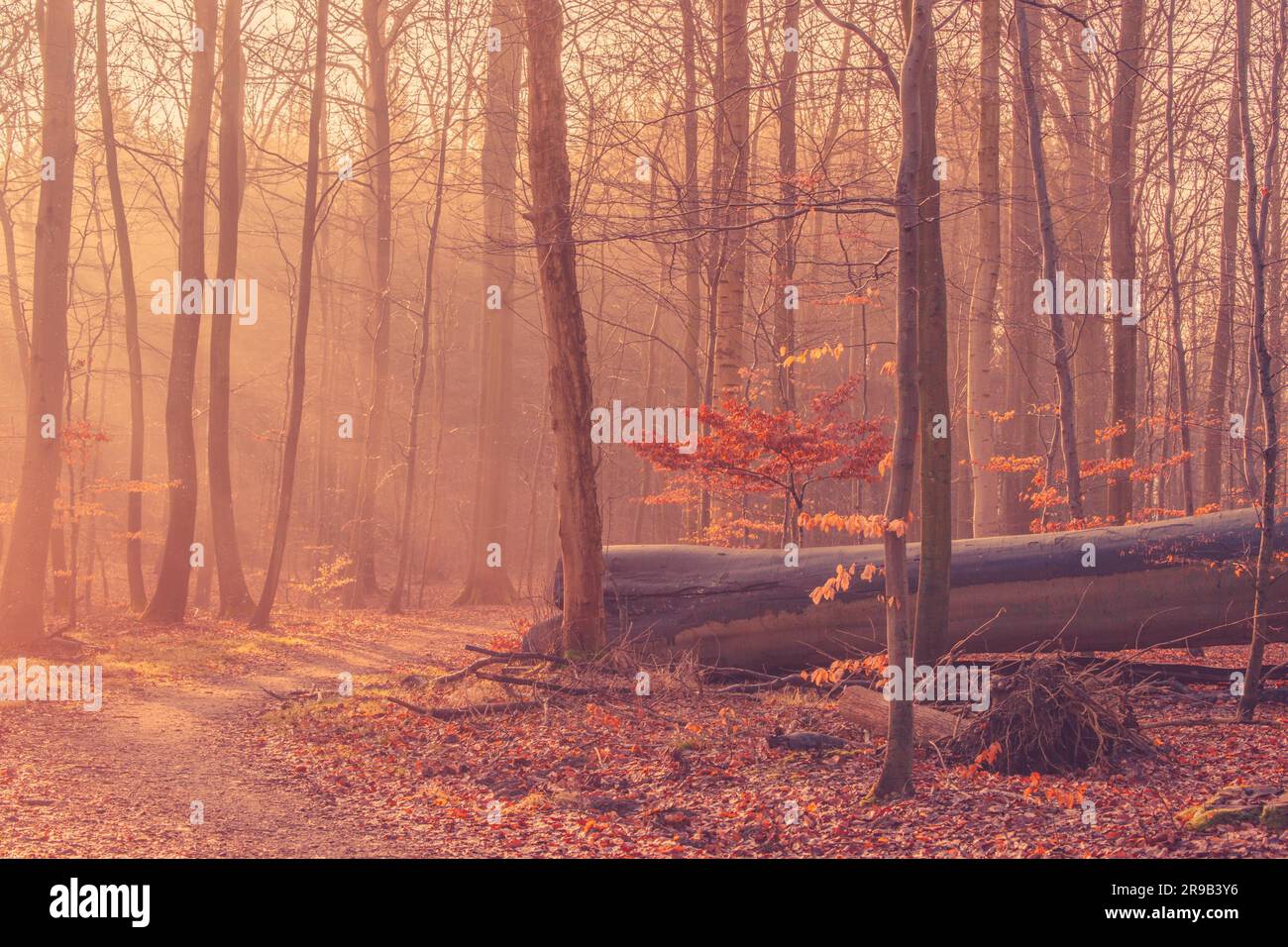 Fallen tree in a misty sunrise in the forest Stock Photo - Alamy
