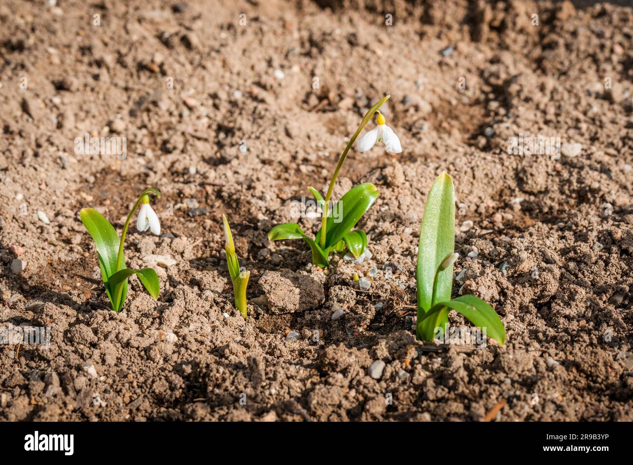 Snowdrop flowers in dry soil in the spring Stock Photo - Alamy