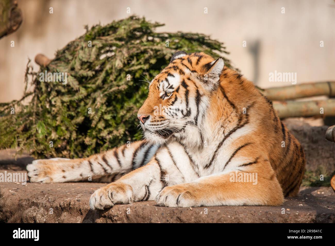 Tiger in sun hi-res stock photography and images - Alamy