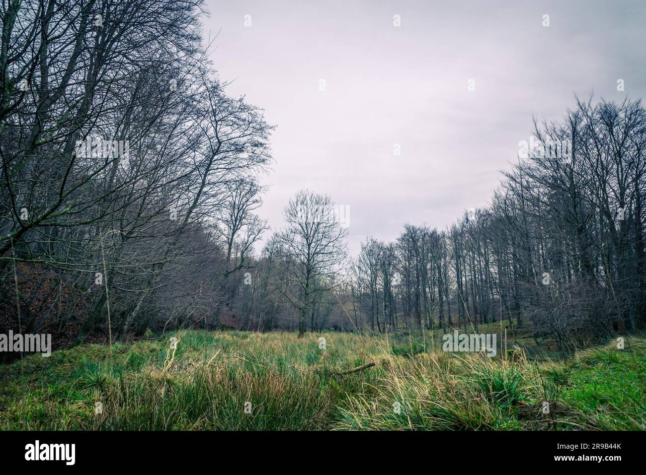 Green meadow in forest hi-res stock photography and images - Alamy