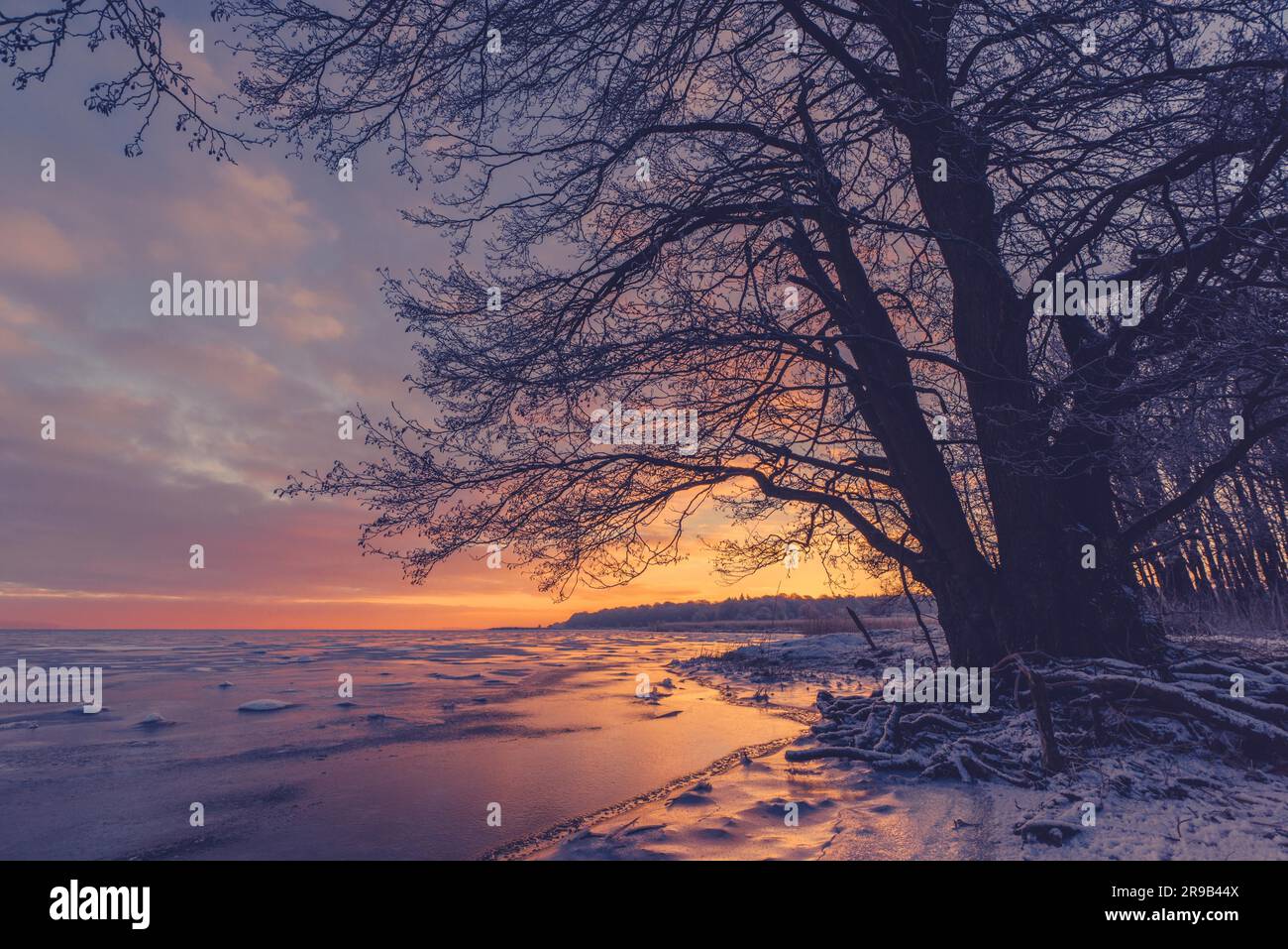 Tree silhouette at a frozen sea shore in january Stock Photo - Alamy