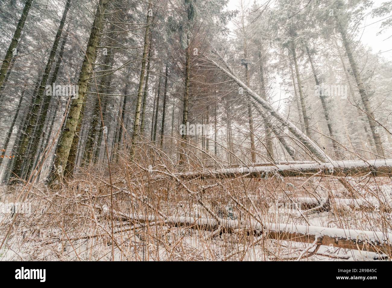 Fallen trees with snow in a forest in the winter Stock Photo - Alamy