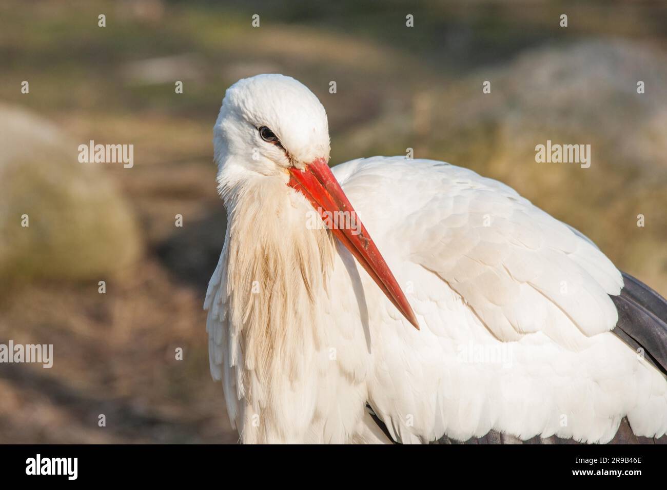 Stork in environment close hi-res stock photography and images - Alamy