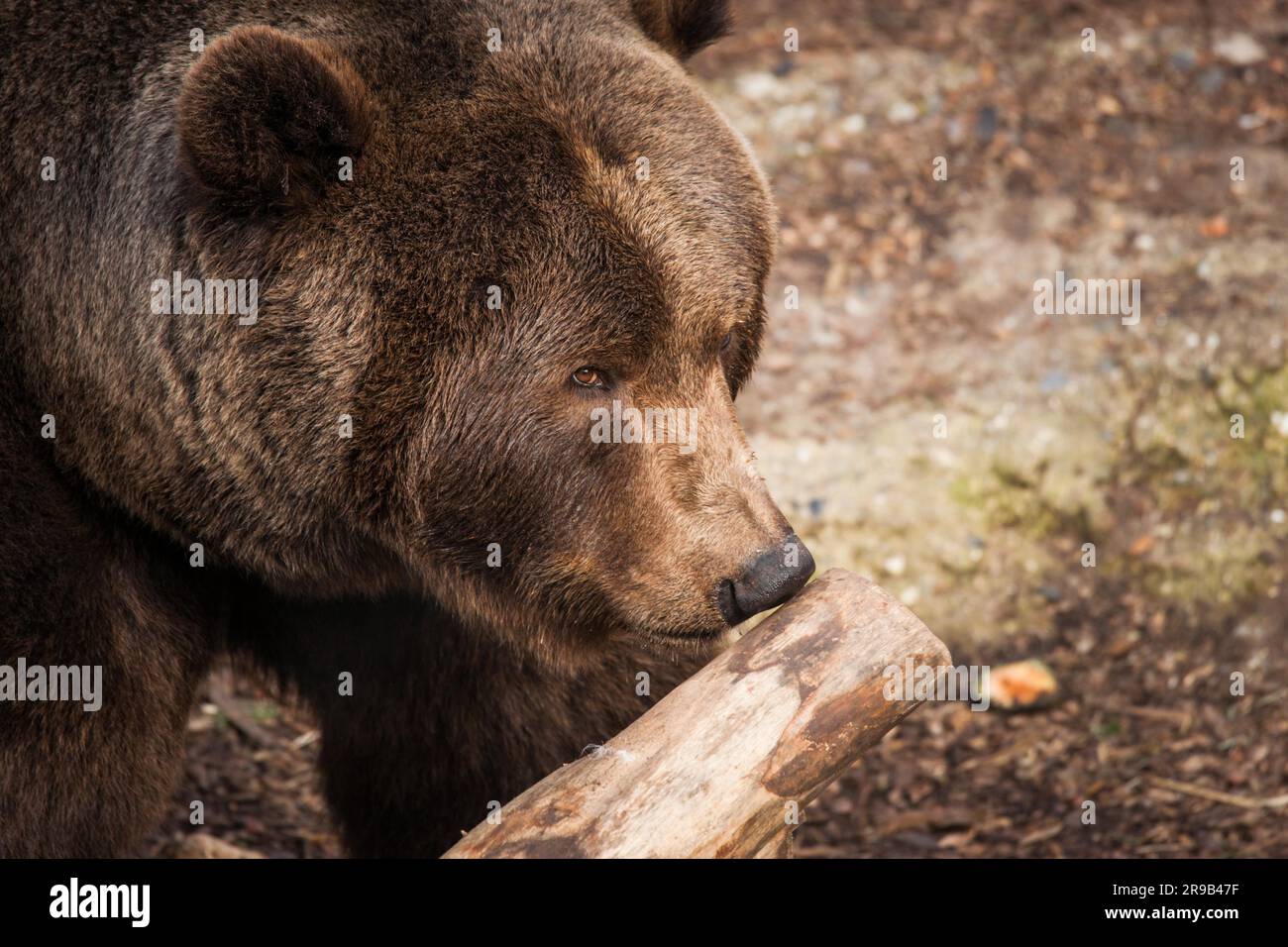 Bear sniffing hi-res stock photography and images - Alamy