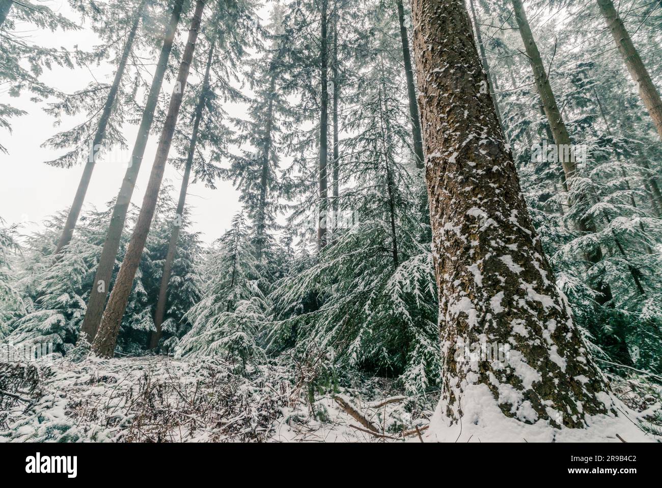 Snow on pine trees in a forest in Scandinavia Stock Photo - Alamy
