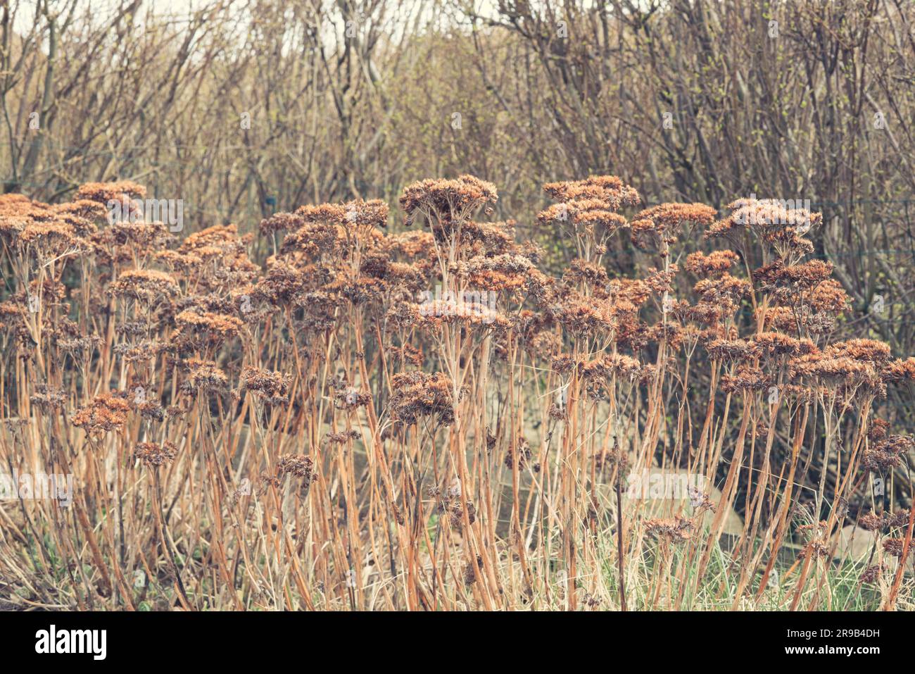 Withered flowers in a garden in the fall Stock Photo - Alamy