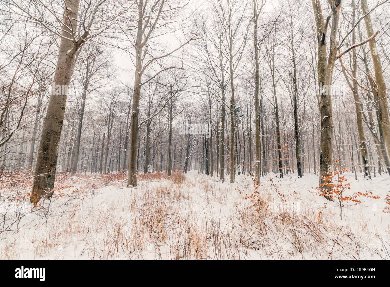 Scandinavian forest hi-res stock photography and images - Alamy